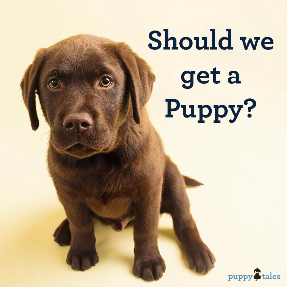 Don't fall for the Puppy Dog Scammers | Ven Grollmus' Website